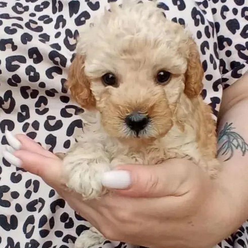 Той-пудель, щенок