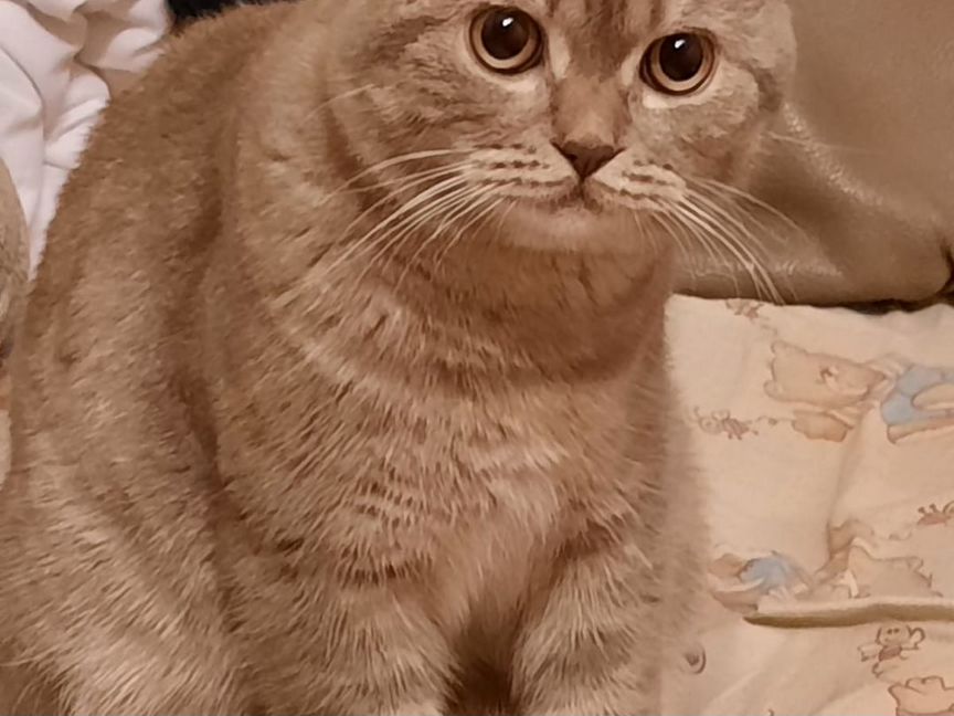Ищем невесту котику вязка