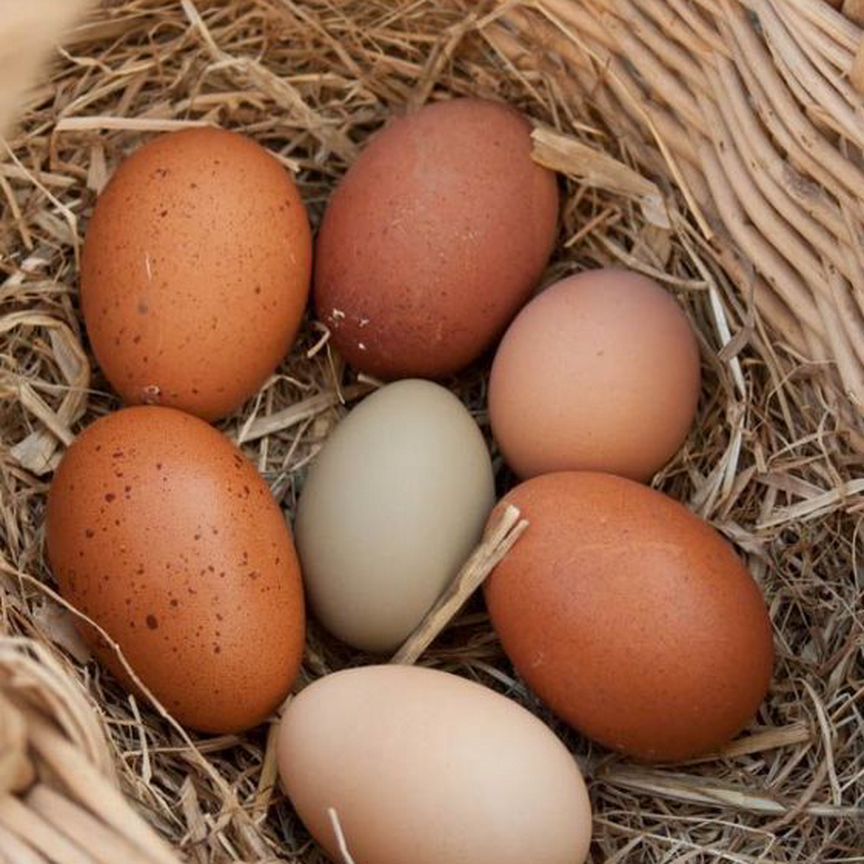 Инкубационное яйцо бройлера и несушки