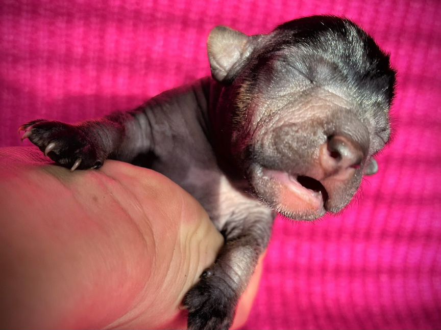 Щенки ксолоитцкуинтли