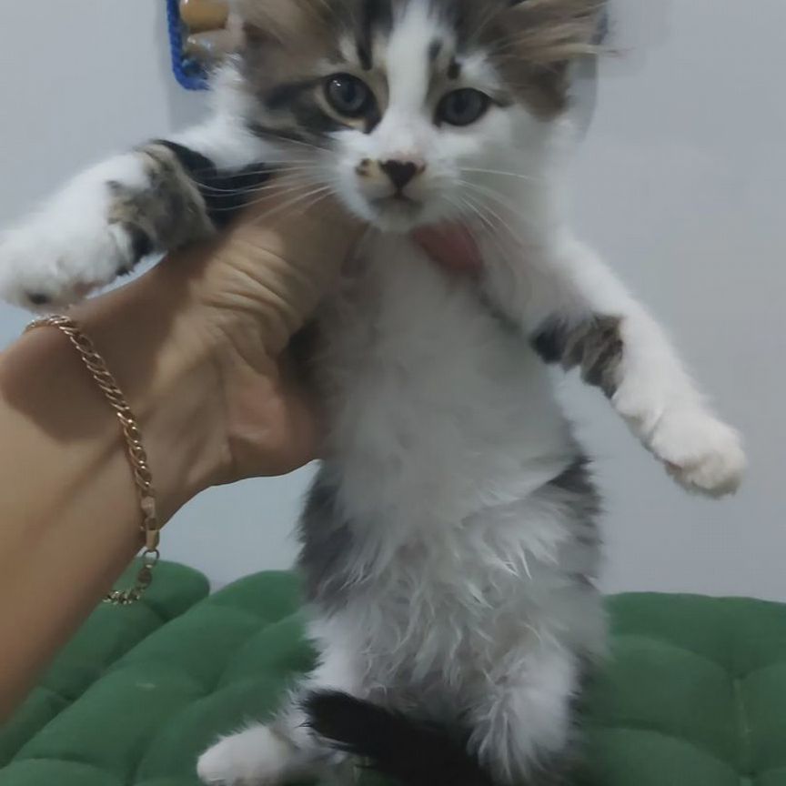 Котята мальчик и девочка севастополь