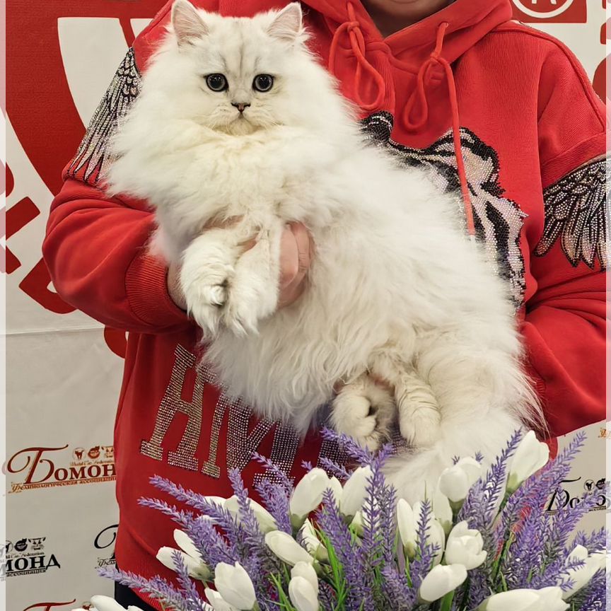 Британский длинношёрстный котёнок