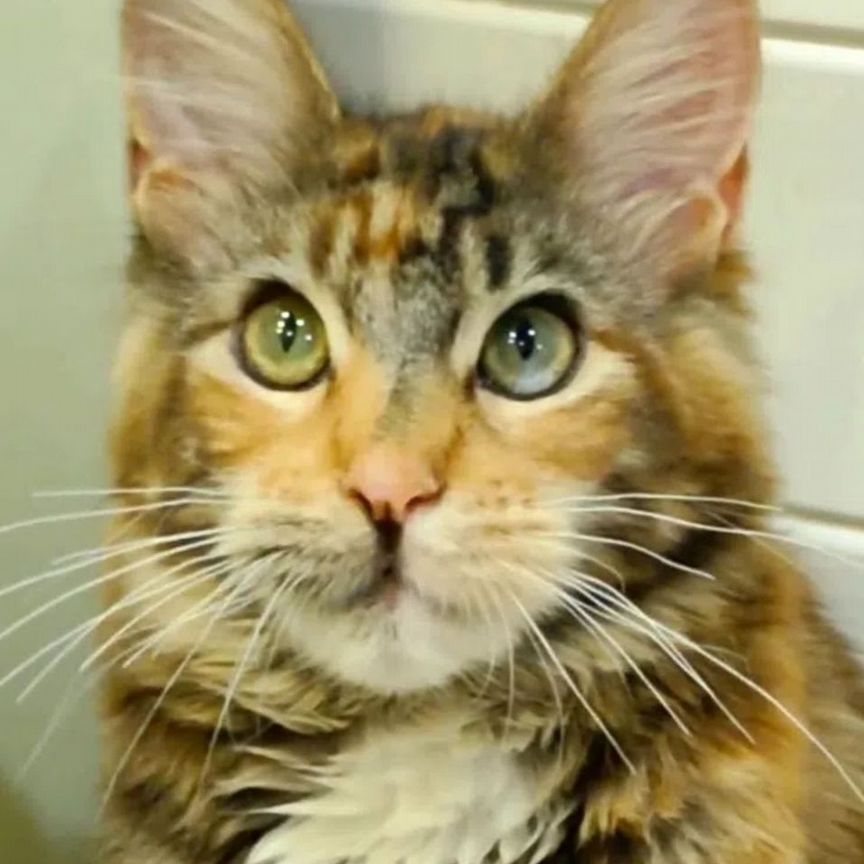 Мейн-кун котёнок