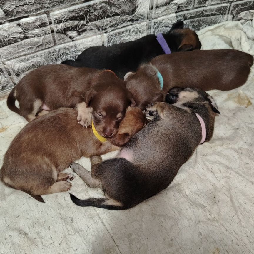 Кокер спаниель, щенок