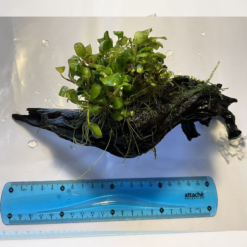 Коряга мангровая