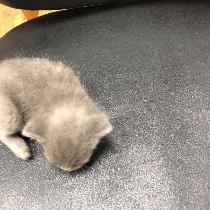 Котята ищут дом (спасены из ямы)