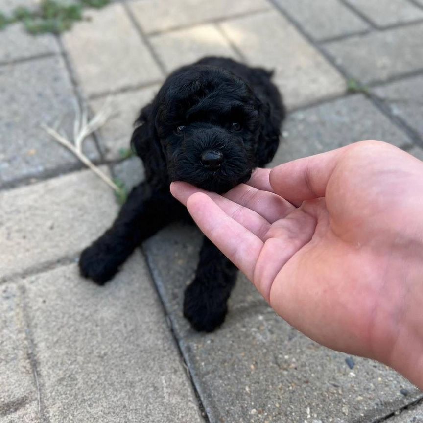 Той-пудель черный мальчик