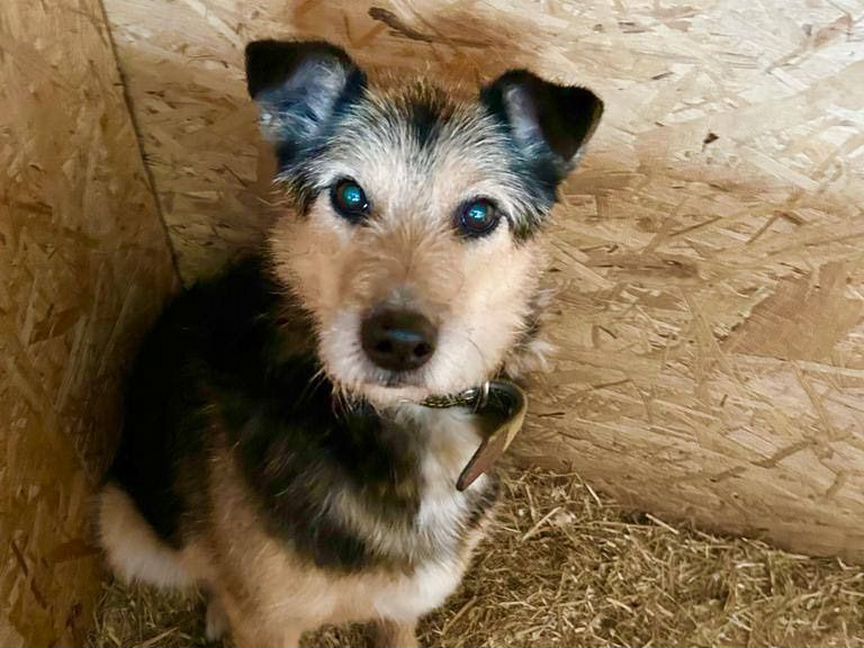 Собака малыш Бредли ищет дом из приюта