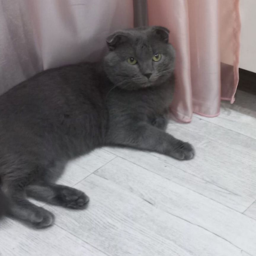 Вислоухая кошка метис