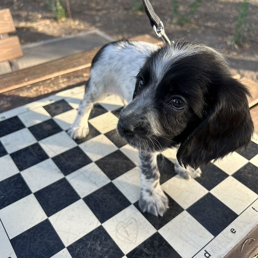 Руссикий охотничий спаниель щенок