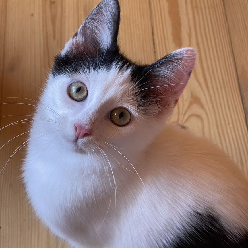 Мурчик 5 месяцев