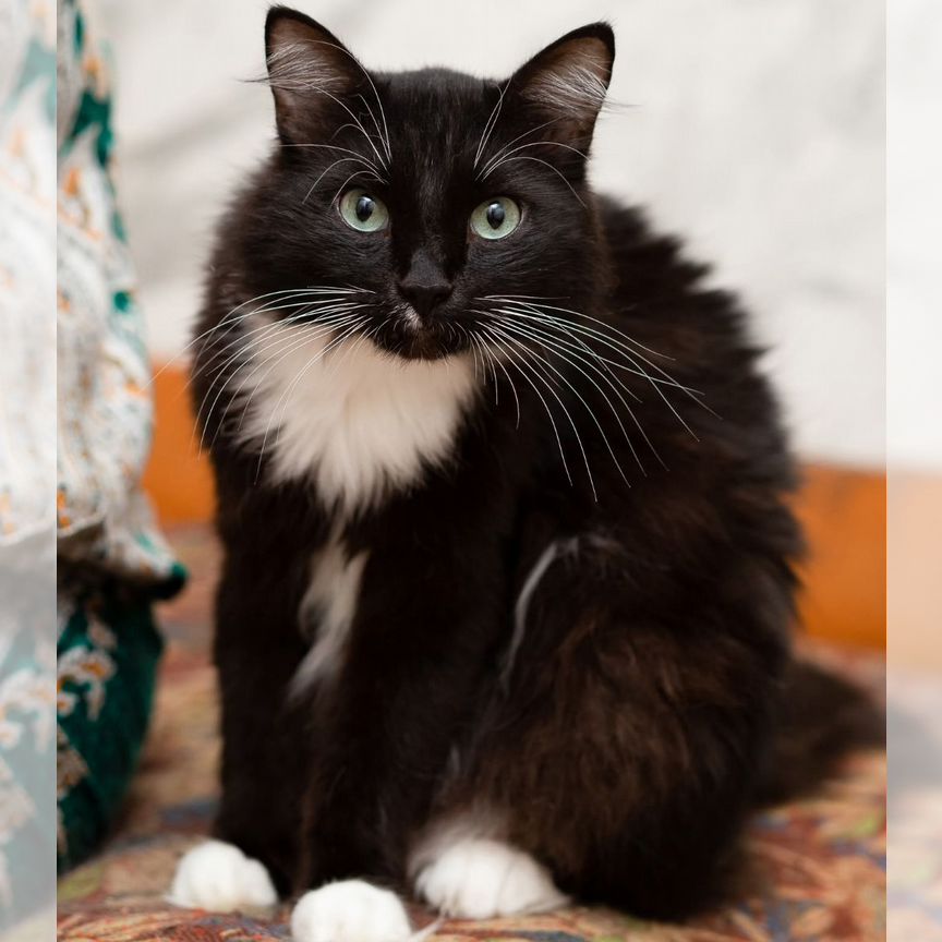 Взрослый кот в добрые руки