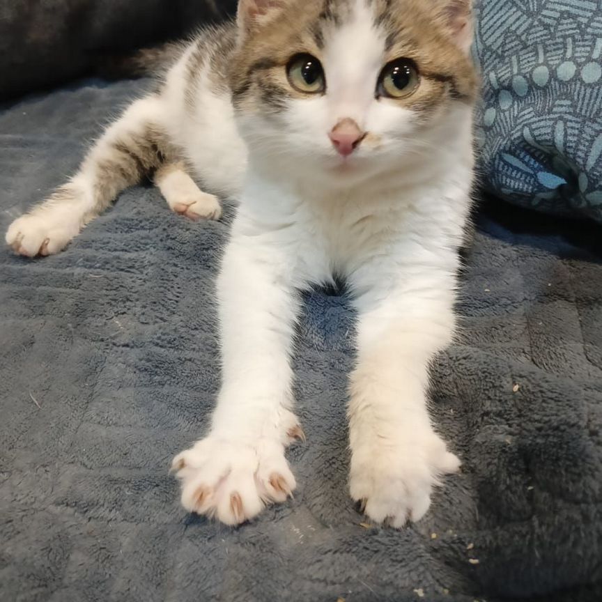 Котята