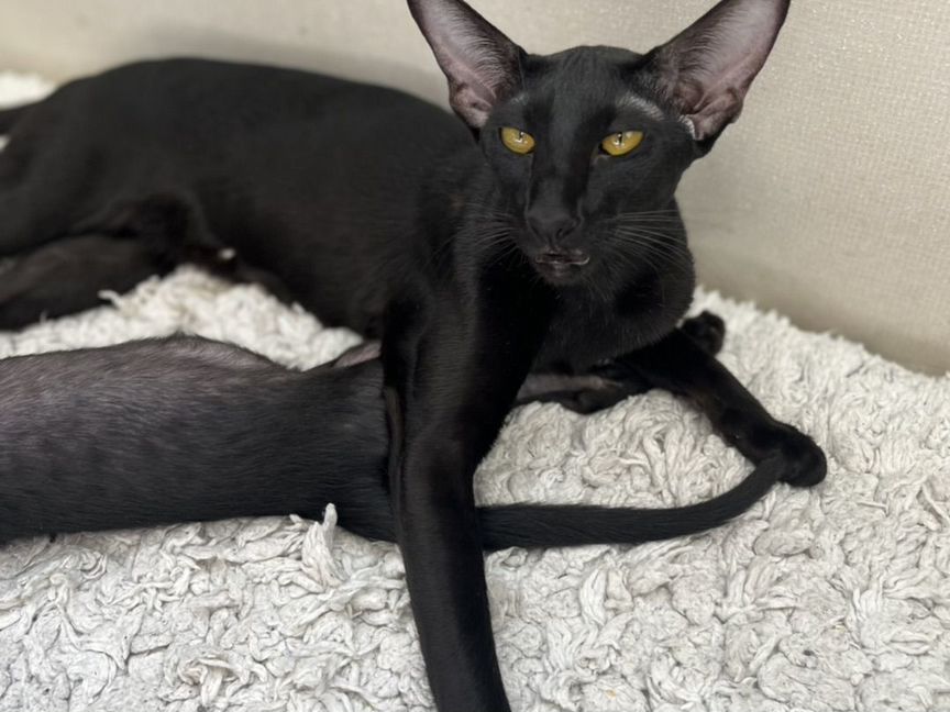 Ориентальная кошка