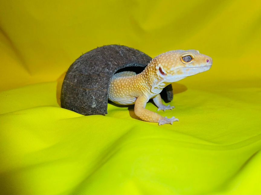 Домик для рептилий из кокоса