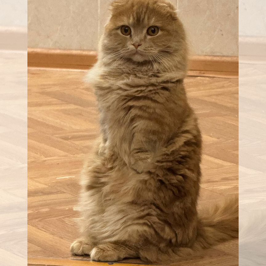 Манчкин котёнок