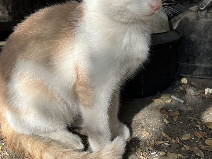 Котенок