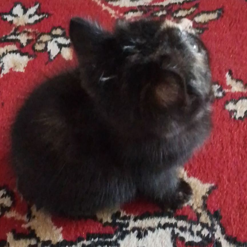 Котята в добрые руки бесплатно