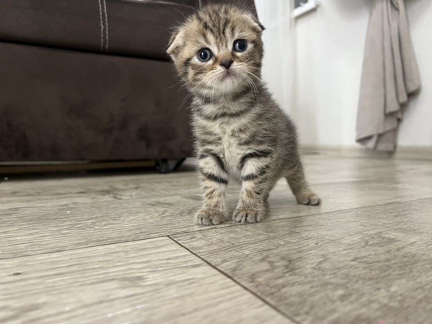 Британо-Шотландские котята