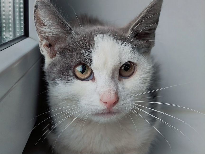 Котенок в добрые руки