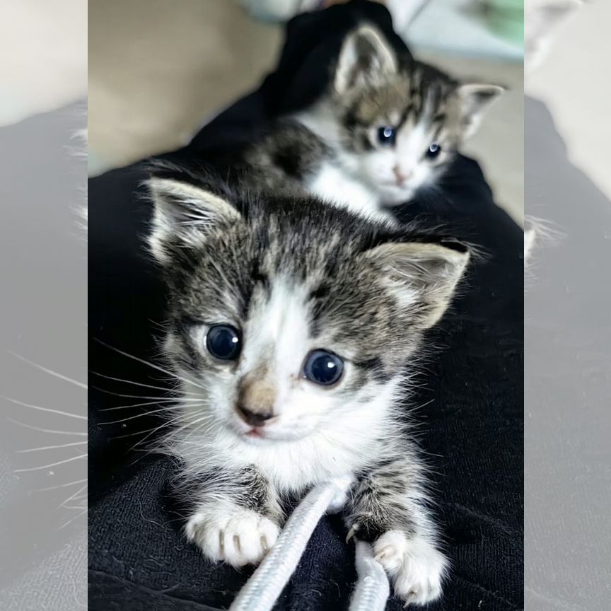 Отдам котят в добрые руки