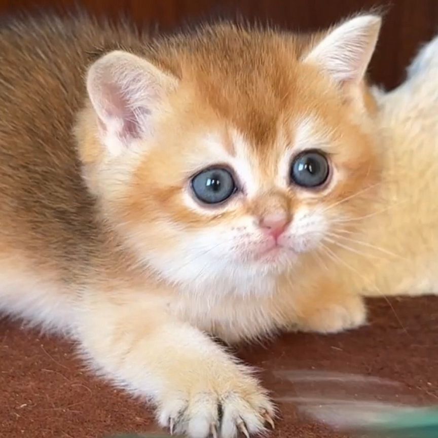 Шотладские золотые шиншиллы детки