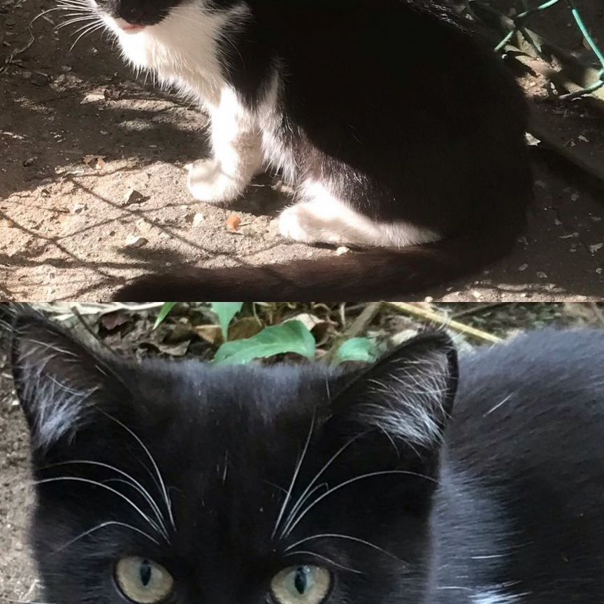 Еще живой котенок ищет дом