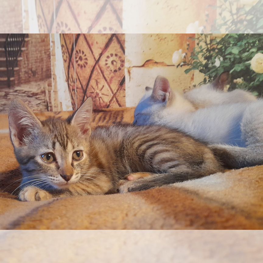 Сибирский котёнок