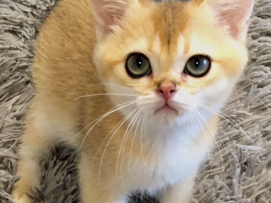 Шотландские золотые котята девочка