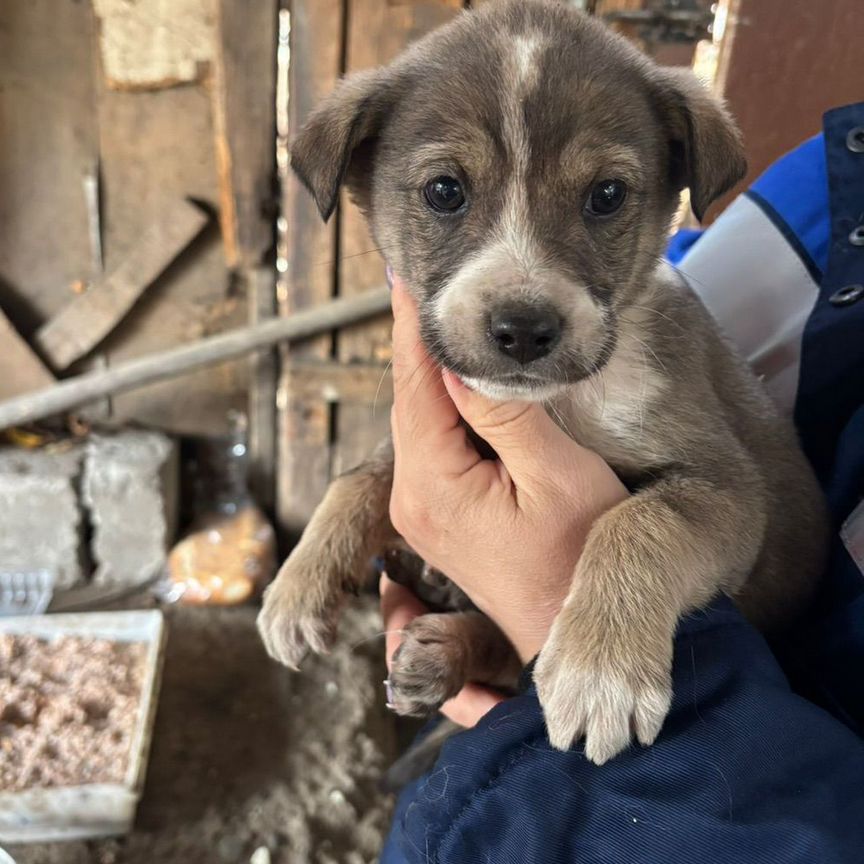 Щенок в добрые руки