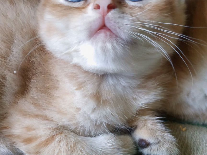 Золотые малыши котята