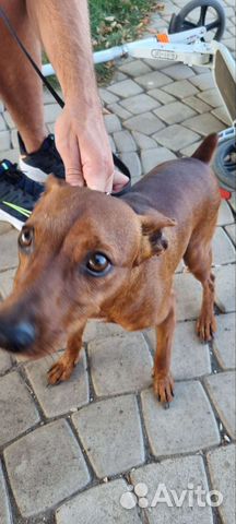 Вязка цвергпинчер