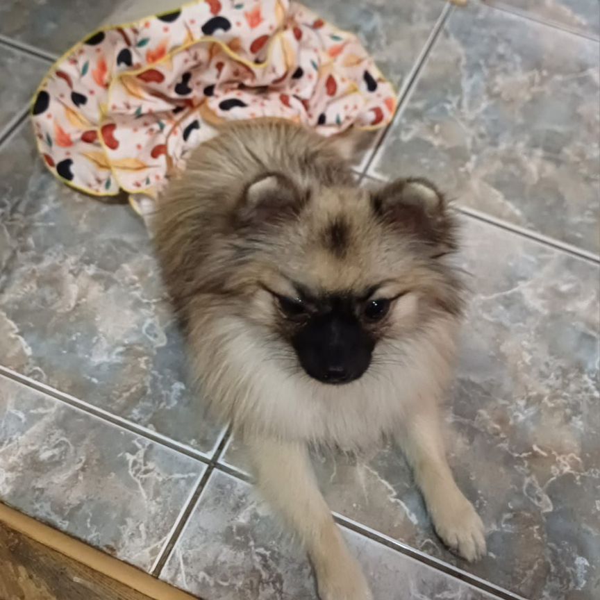 Немецкий шпиц