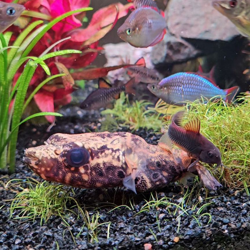 Тетрадон горбатый