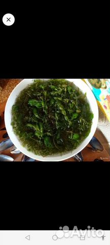 Роголистник (ёлочка)