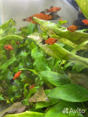 Пецилия редиска