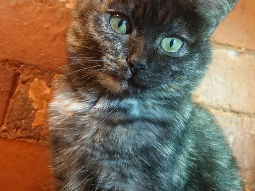 Мягкошерстка хвостиковая котёнок