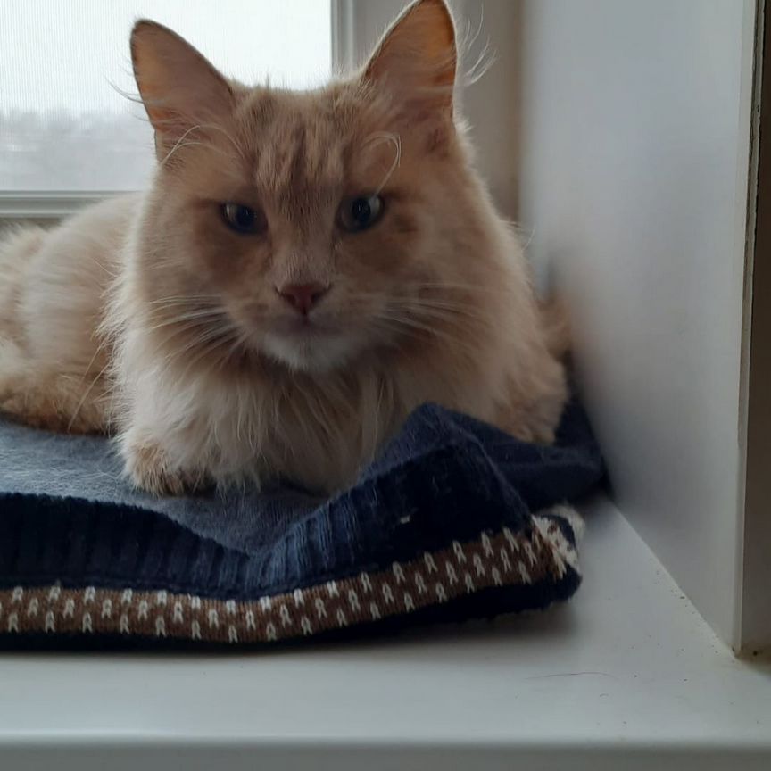 Котик ищет дом и любящую семью