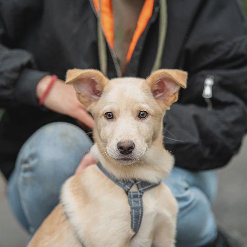 Щенок мальчик Гуф 3,5 мес ищет дом