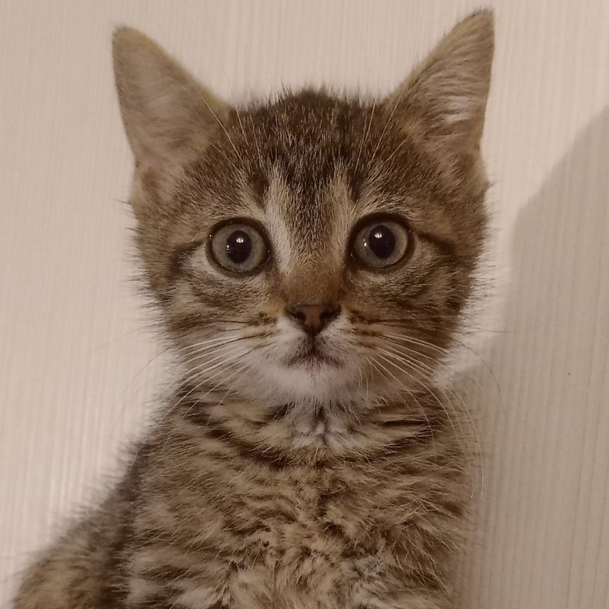 Мурчащий котенок-девочка
