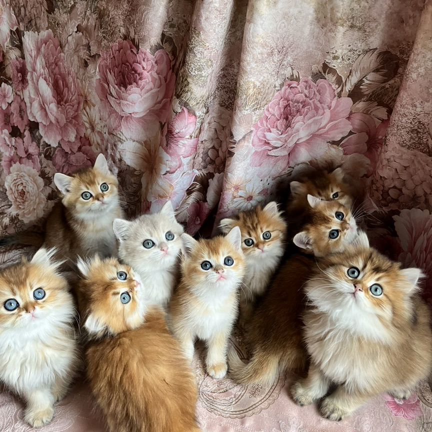 Британские золотые котята