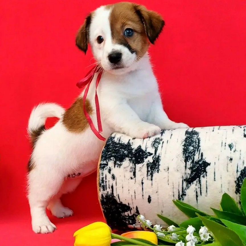 Джек-рассел-терьер, щенок