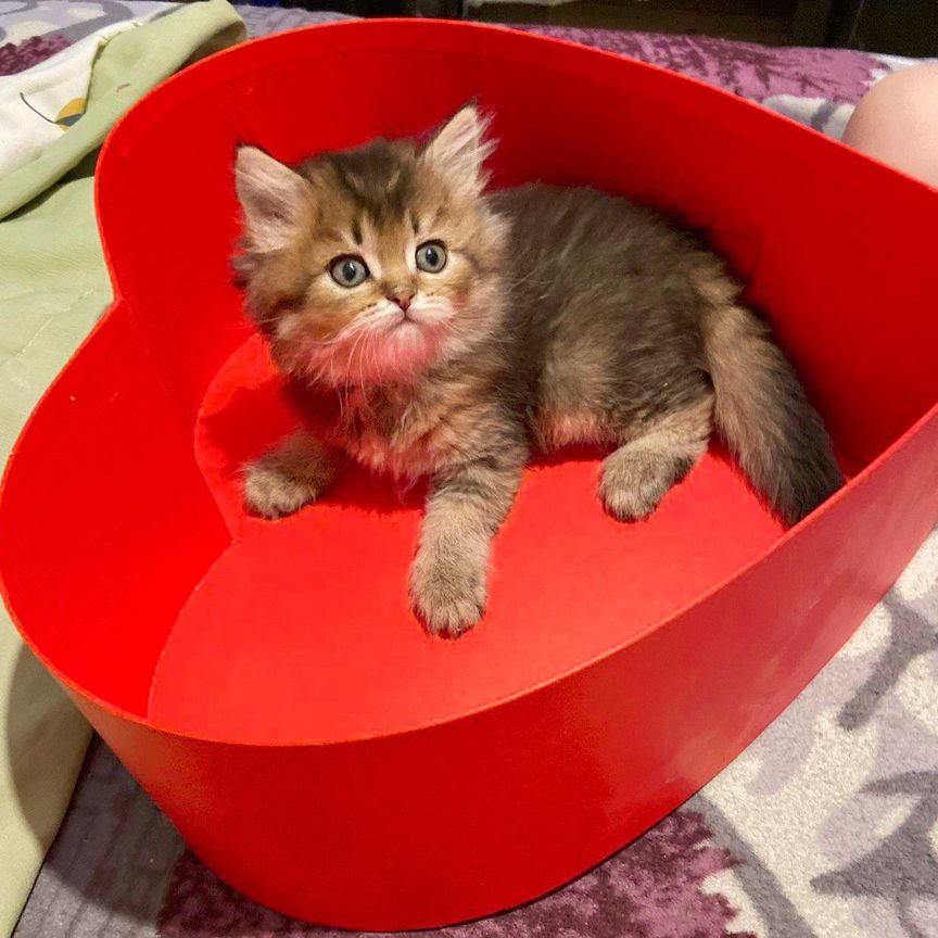 Продаются котята породы шиншилла