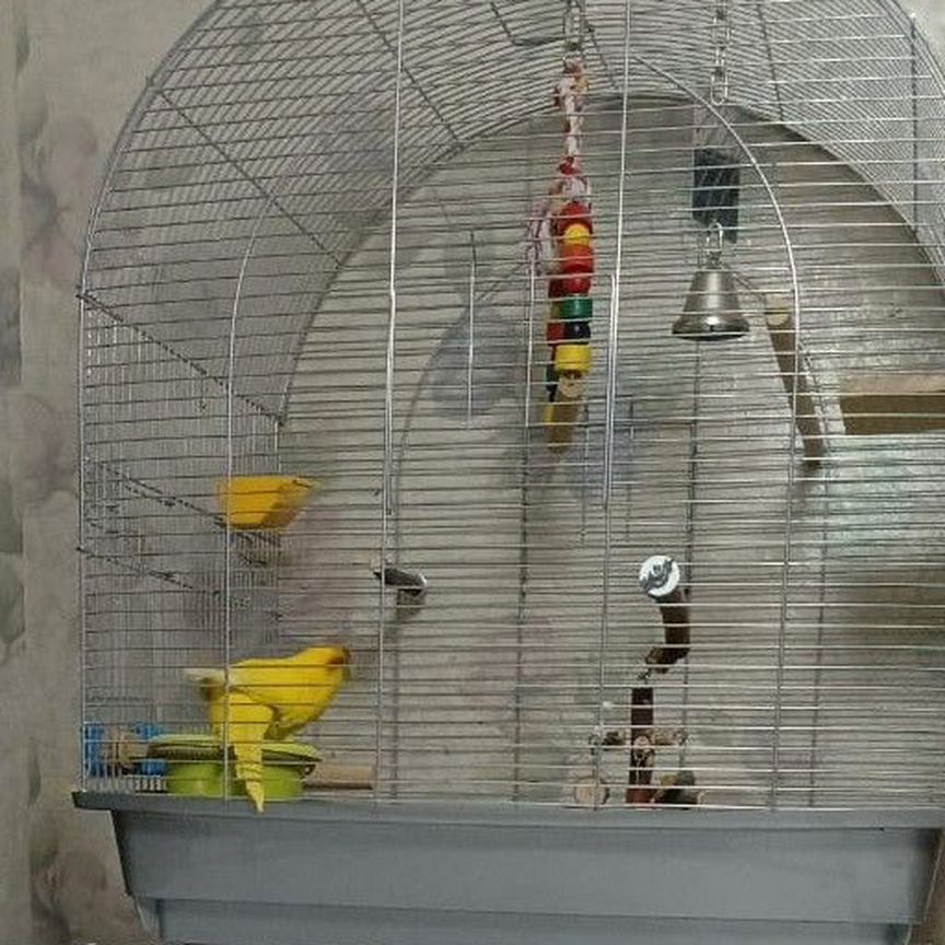Попугай кокарик с клеткой