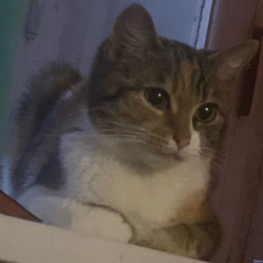 Отдам в добрые руки кошку
