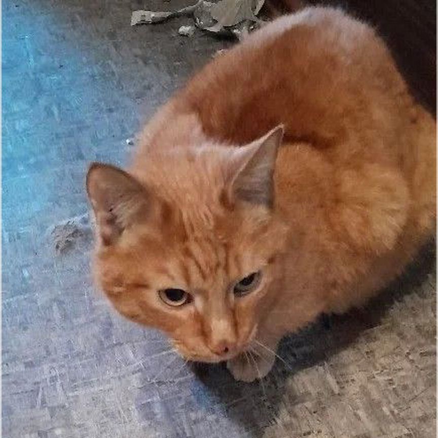 Взрослый кот в добрые руки