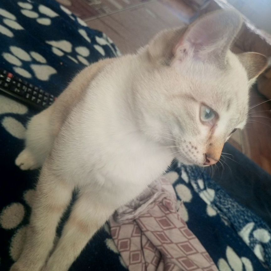 Котëнок белый