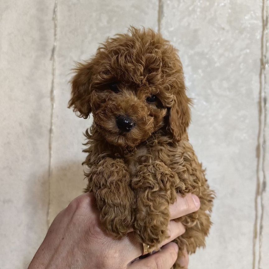 Той-пудель, щенок