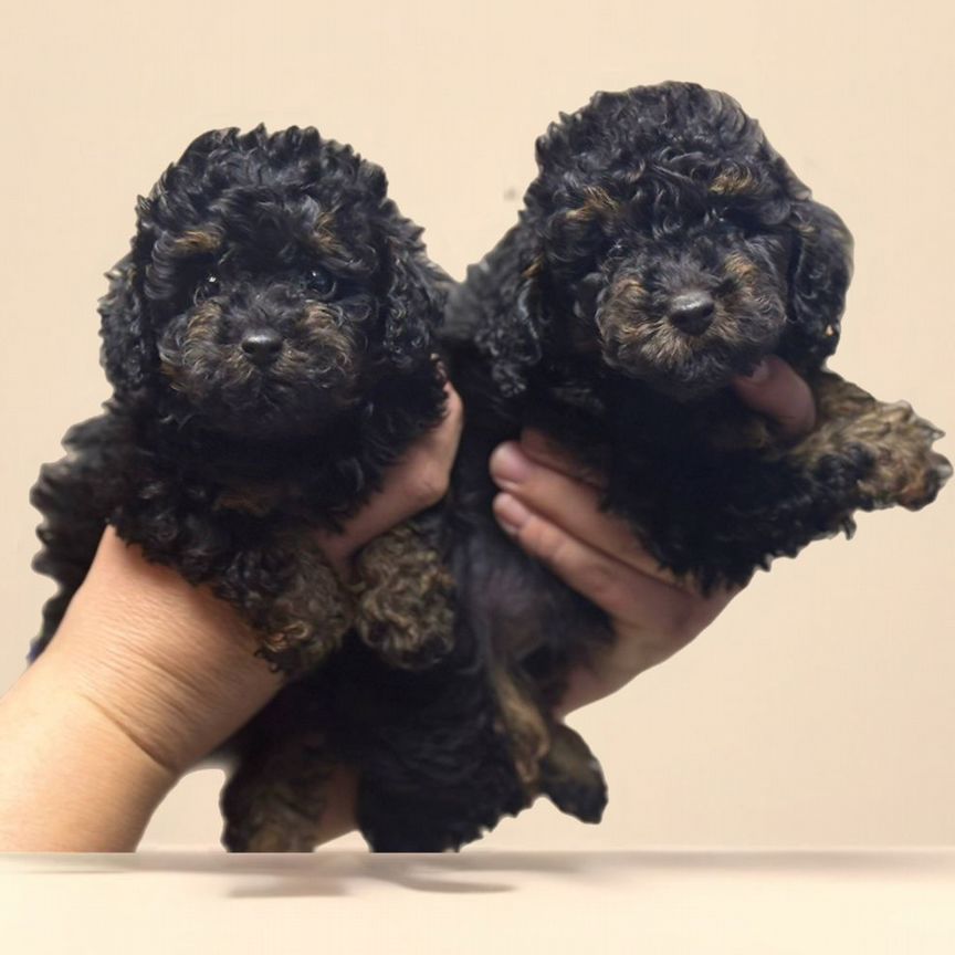 Той-пудель, щенок