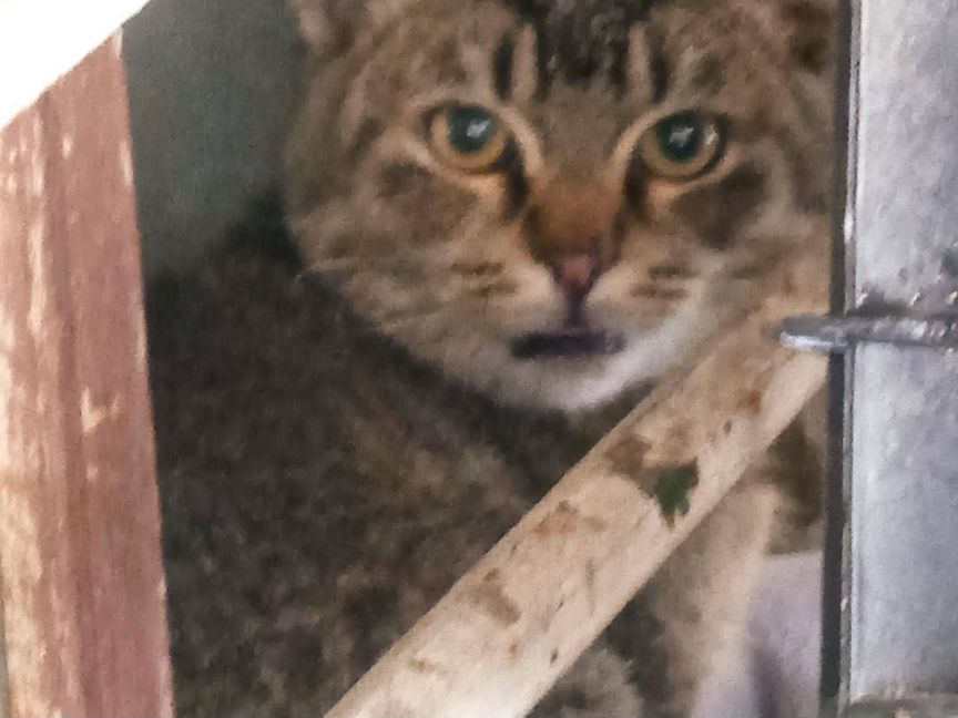 Найденные коты